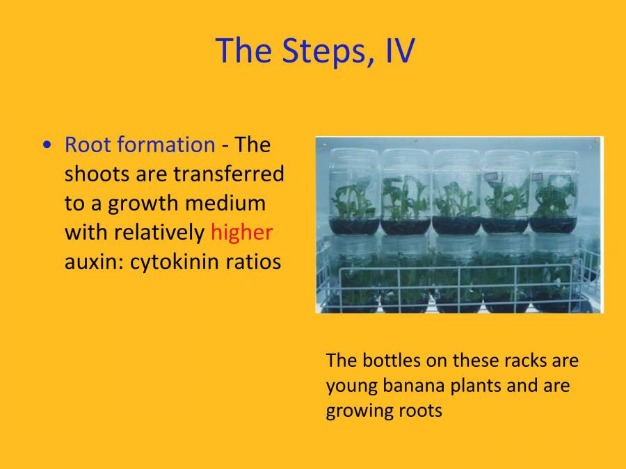 Plant Tissue Culture - PowerPoint Slides - LearnPick India
