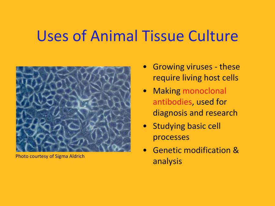 Plant Tissue Culture - PowerPoint Slides - LearnPick India