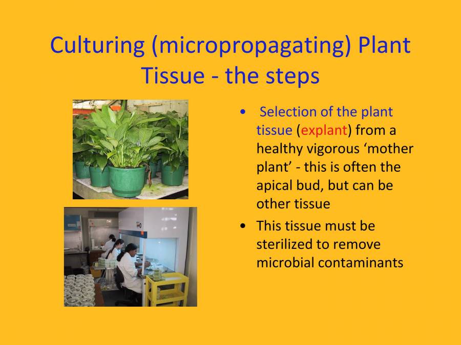 Plant Tissue Culture - PowerPoint Slides - LearnPick India