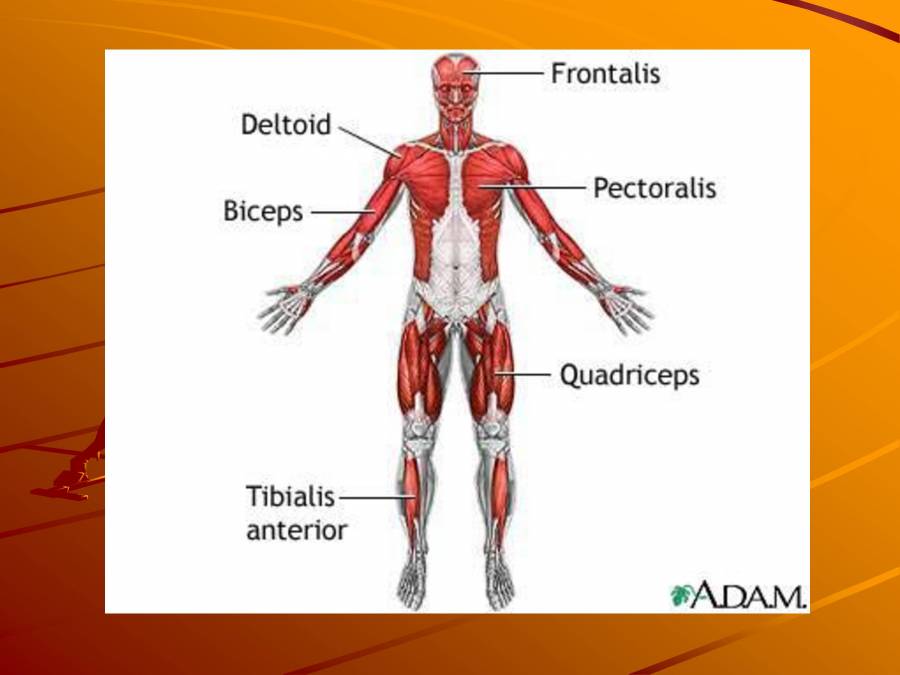Basic Science - PowerPoint Slides - LearnPick India