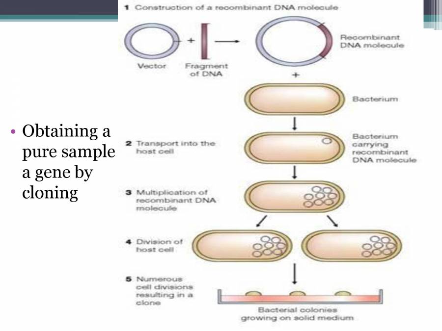 Gene Cloning - PowerPoint Slides - LearnPick India