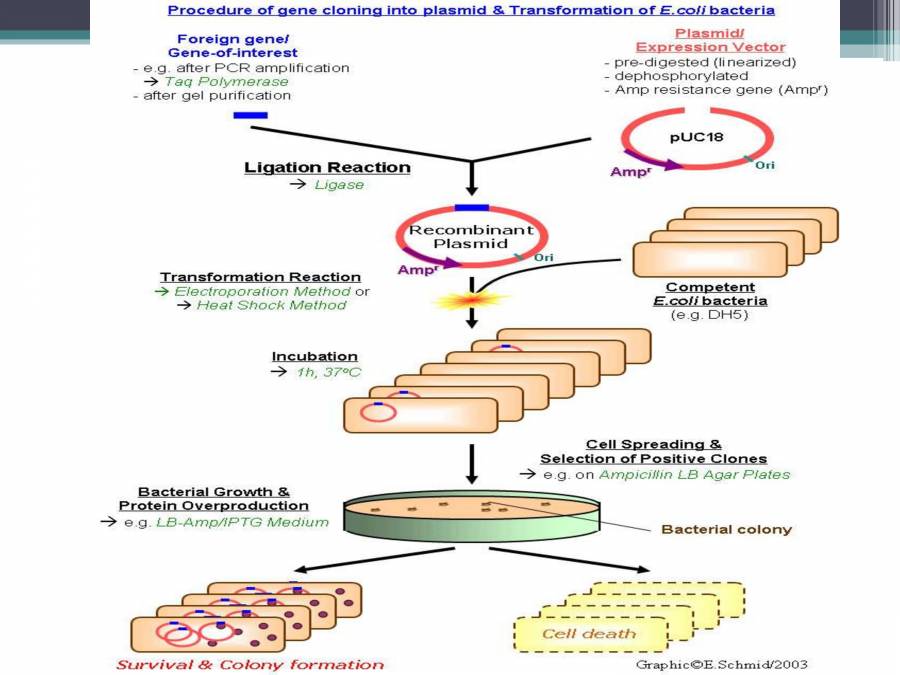 Gene Cloning - PowerPoint Slides - LearnPick India