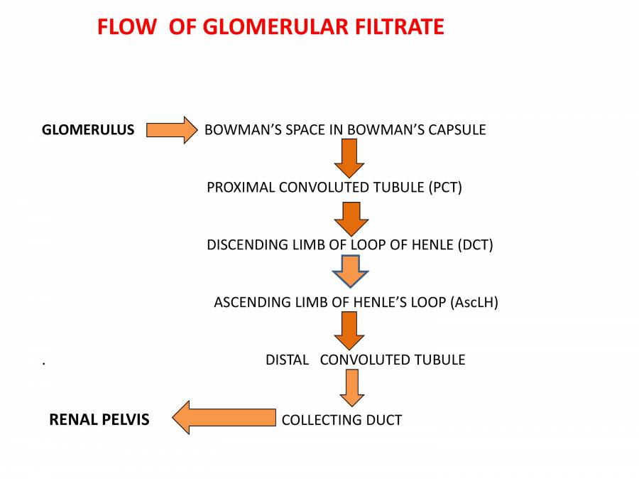 Diuretics - PowerPoint Slides - LearnPick India