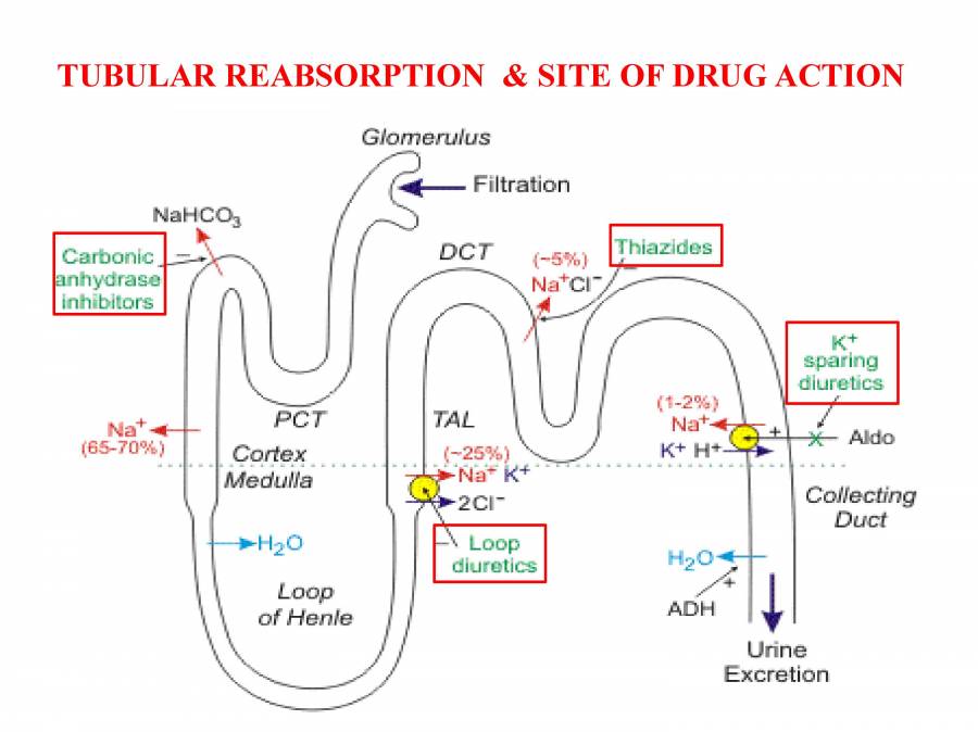 Diuretics - PowerPoint Slides - LearnPick India