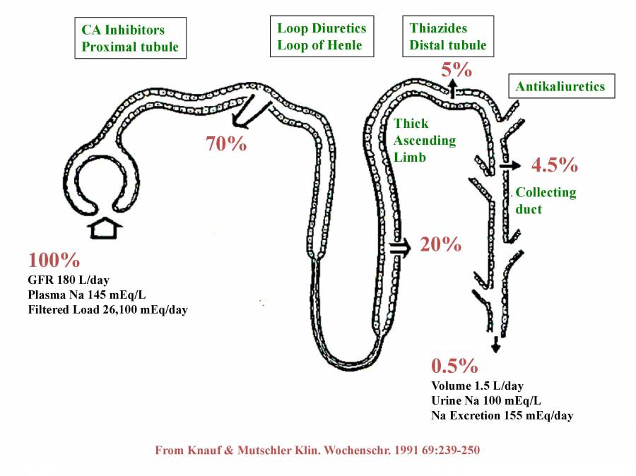 Diuretics - PowerPoint Slides - LearnPick India