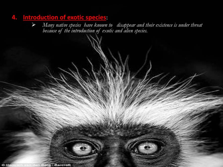 Wildlife Conservation - PowerPoint Slides - LearnPick India