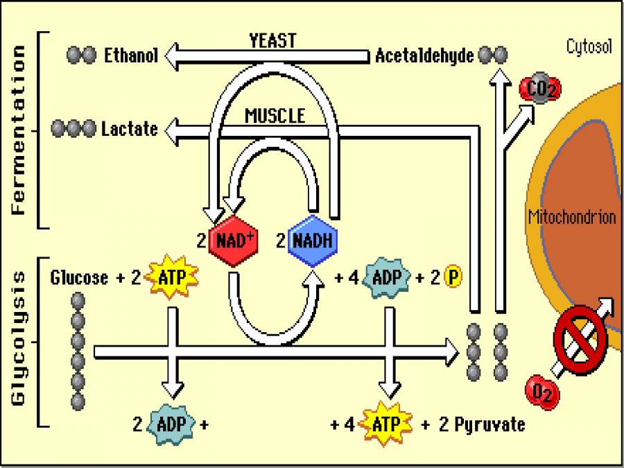 GLYCOLYSIS AND FERMENTATION - PowerPoint Slides - LearnPick India