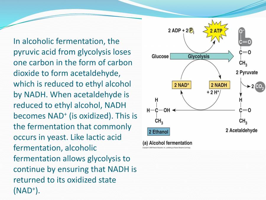 GLYCOLYSIS AND FERMENTATION - PowerPoint Slides - LearnPick India