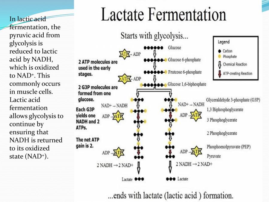 GLYCOLYSIS AND FERMENTATION - PowerPoint Slides - LearnPick India