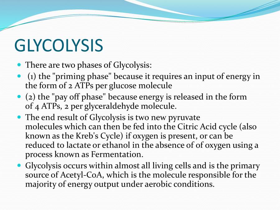 GLYCOLYSIS AND FERMENTATION - PowerPoint Slides - LearnPick India