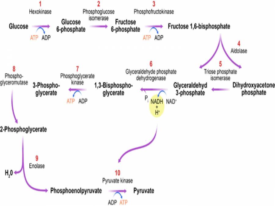GLYCOLYSIS AND FERMENTATION - PowerPoint Slides - LearnPick India