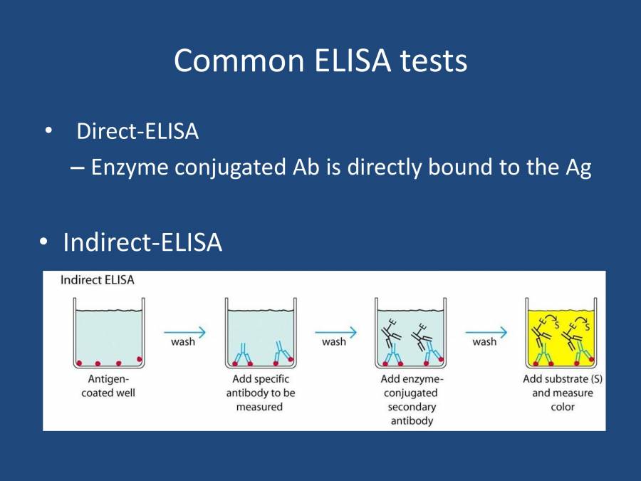 Competitive Elisa Animation