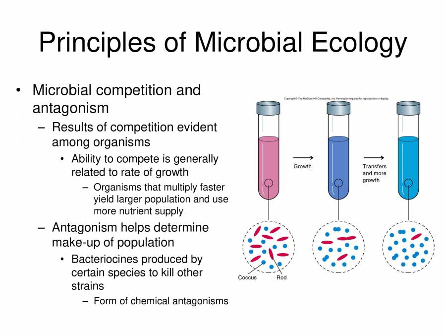 Microbial Ecology - PowerPoint Slides - LearnPick India