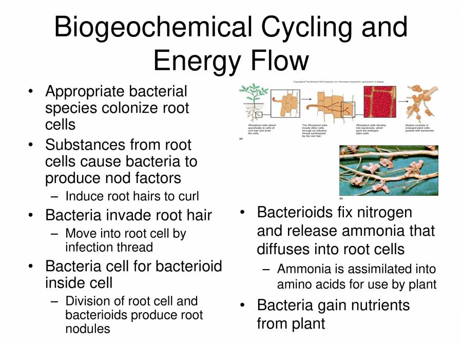 Microbial Ecology - PowerPoint Slides - LearnPick India