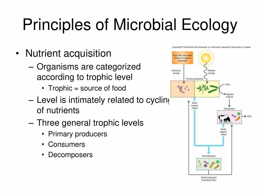 Microbial Ecology - PowerPoint Slides - LearnPick India