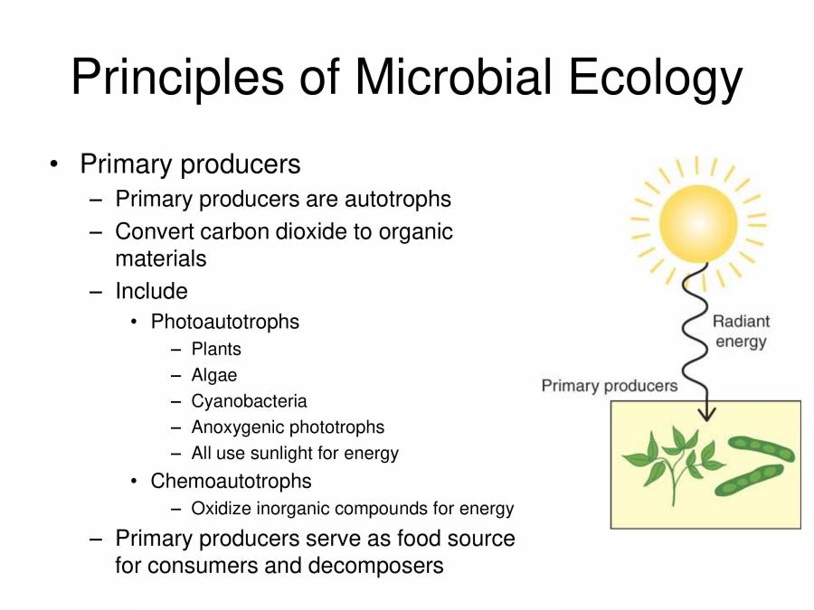 Microbial Ecology - PowerPoint Slides - LearnPick India