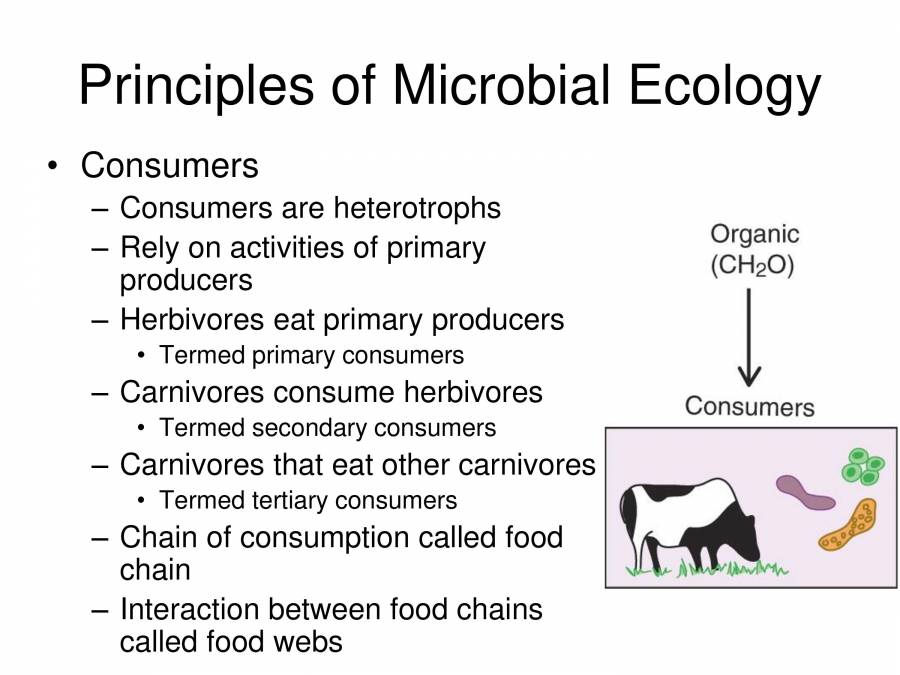 Microbial Ecology - PowerPoint Slides - LearnPick India