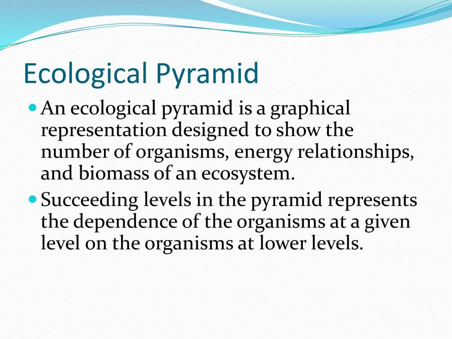 Ecological Pyramid Definition