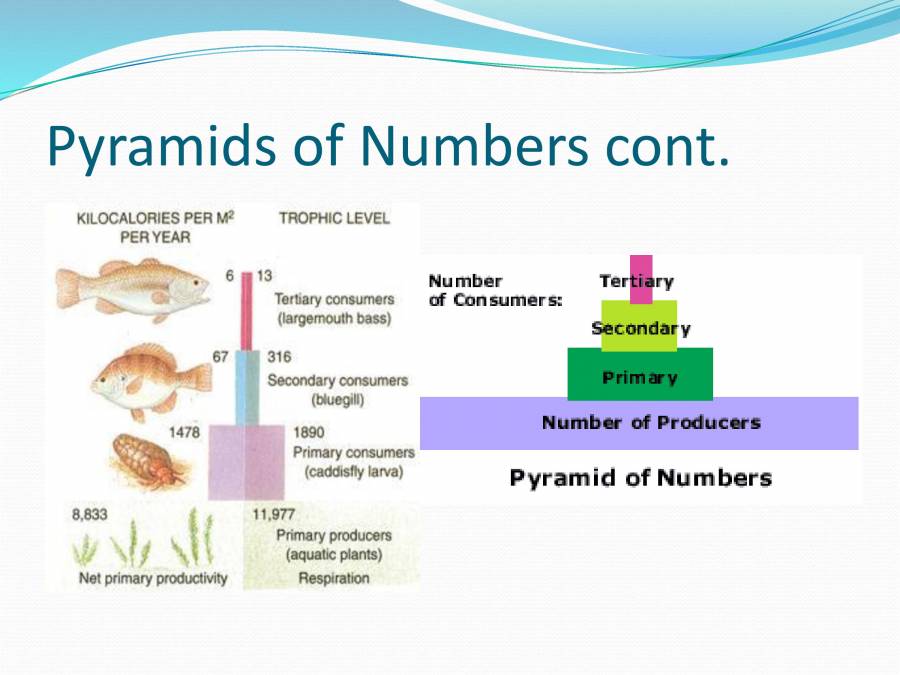 Ecological Pyramid - PowerPoint Slides - LearnPick India