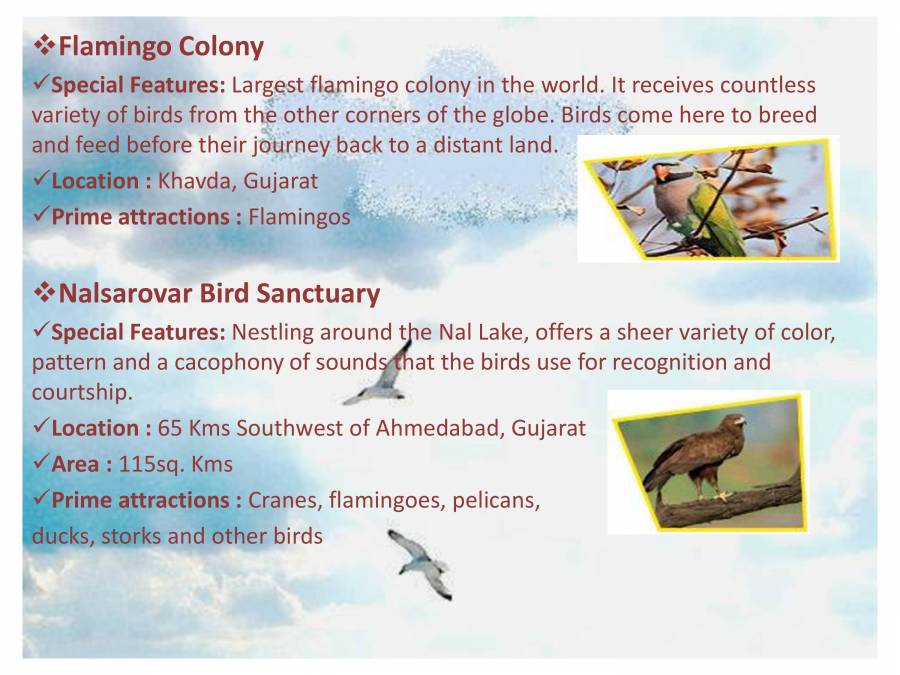 Indian Heritage - Wildlife - PowerPoint Slides - LearnPick India
