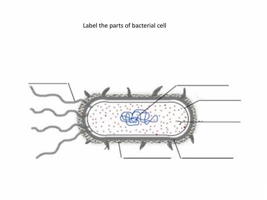 IGCSE Grade 6 Biology Cells And Organisation - PowerPoint Slides ...