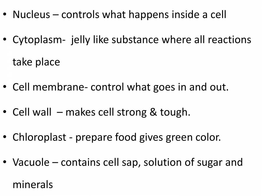 IGCSE Grade 6 Biology Cells And Organisation - PowerPoint Slides ...