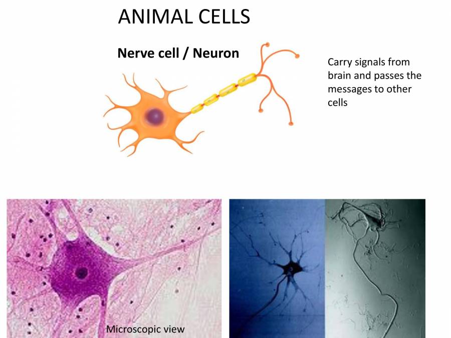 IGCSE Grade 6 Biology Cells And Organisation - PowerPoint Slides ...