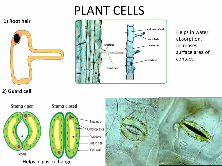 IGCSE Grade 6 Biology Cells And Organisation - PowerPoint Slides ...