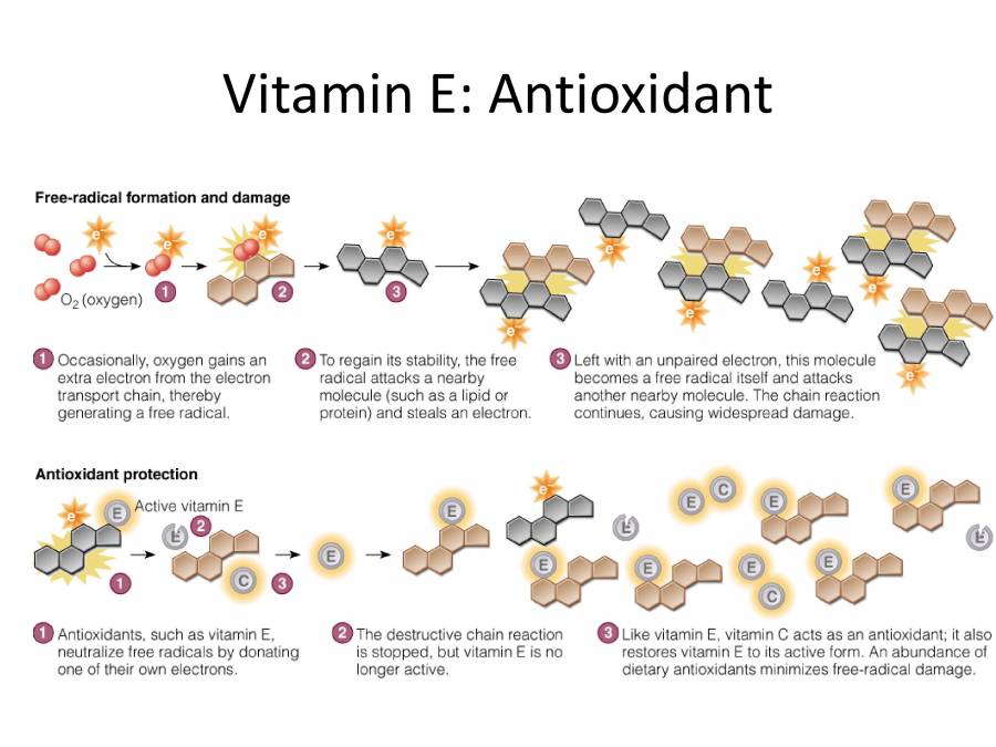 Vitamins Note - PowerPoint Slides - LearnPick India