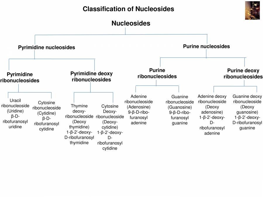 Nucleic Acid Structure - PowerPoint Slides - LearnPick India