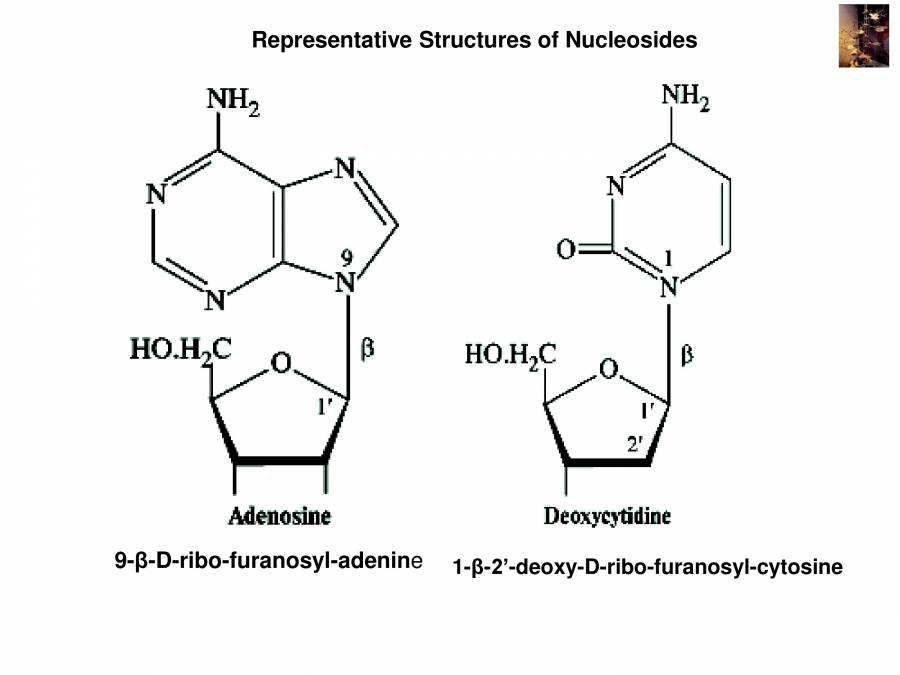 Nucleic Acid Structure - PowerPoint Slides - LearnPick India