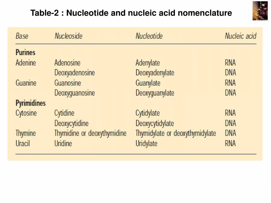 Nucleic Acid Structure - PowerPoint Slides - LearnPick India