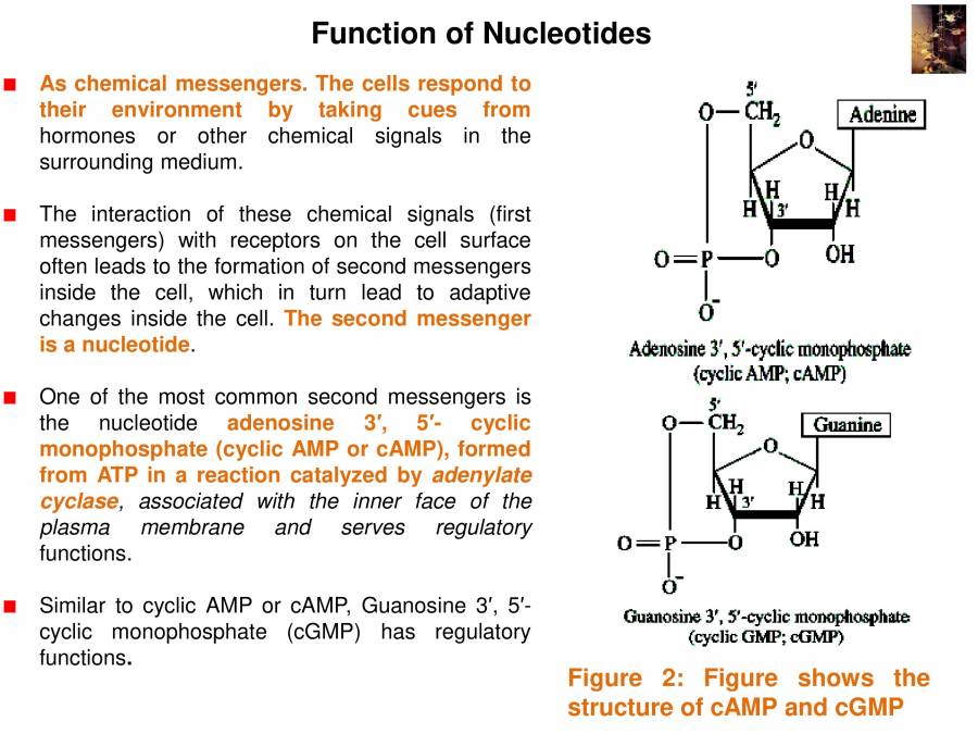 Nucleic Acid Structure - PowerPoint Slides - LearnPick India