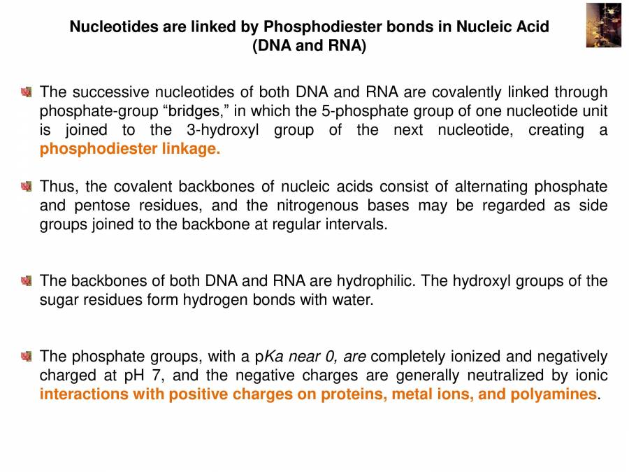 Nucleic Acid Structure - PowerPoint Slides - LearnPick India