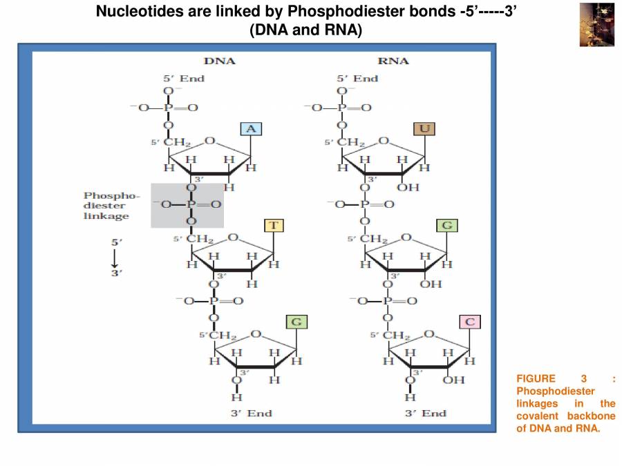 Nucleic Acid Structure - PowerPoint Slides - LearnPick India