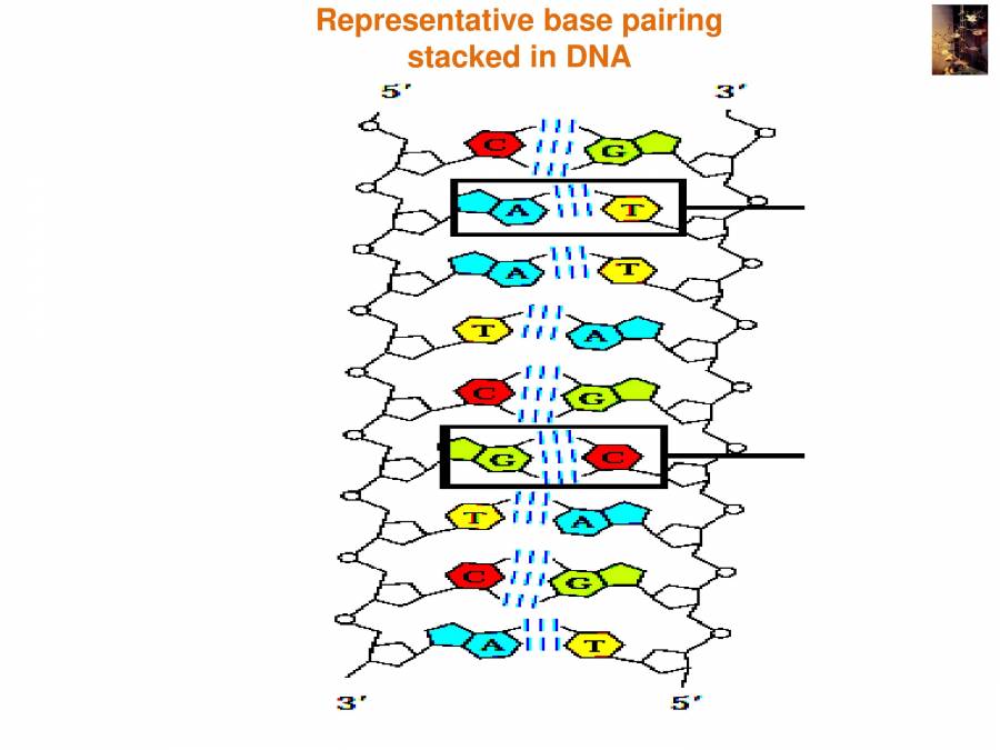 Nucleic Acid Structure - PowerPoint Slides - LearnPick India