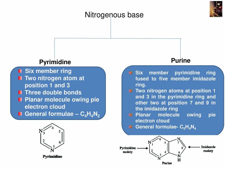 Nucleic Acid Structure - PowerPoint Slides - LearnPick India