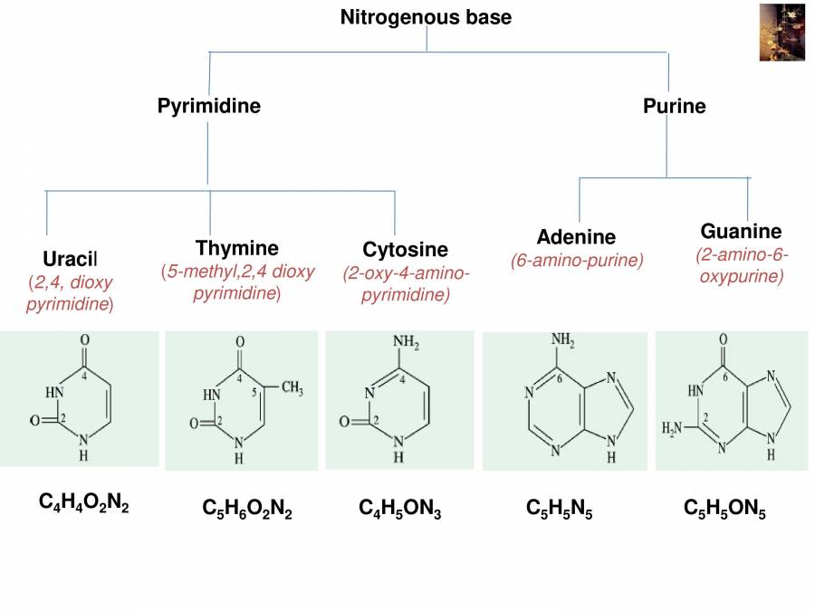 Nucleic Acid Structure - PowerPoint Slides - LearnPick India