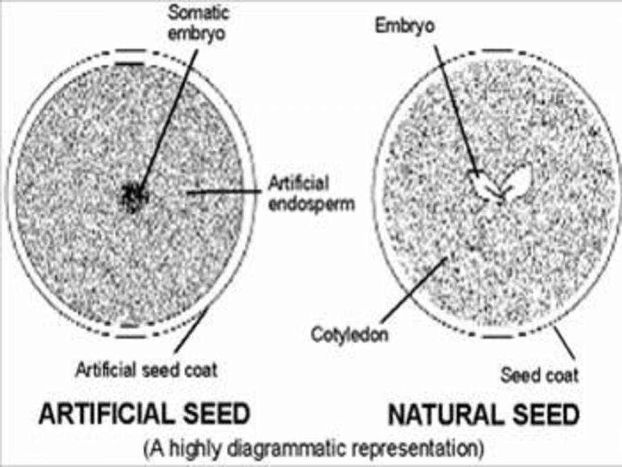 Artificial Seeds - PowerPoint Slides - LearnPick India