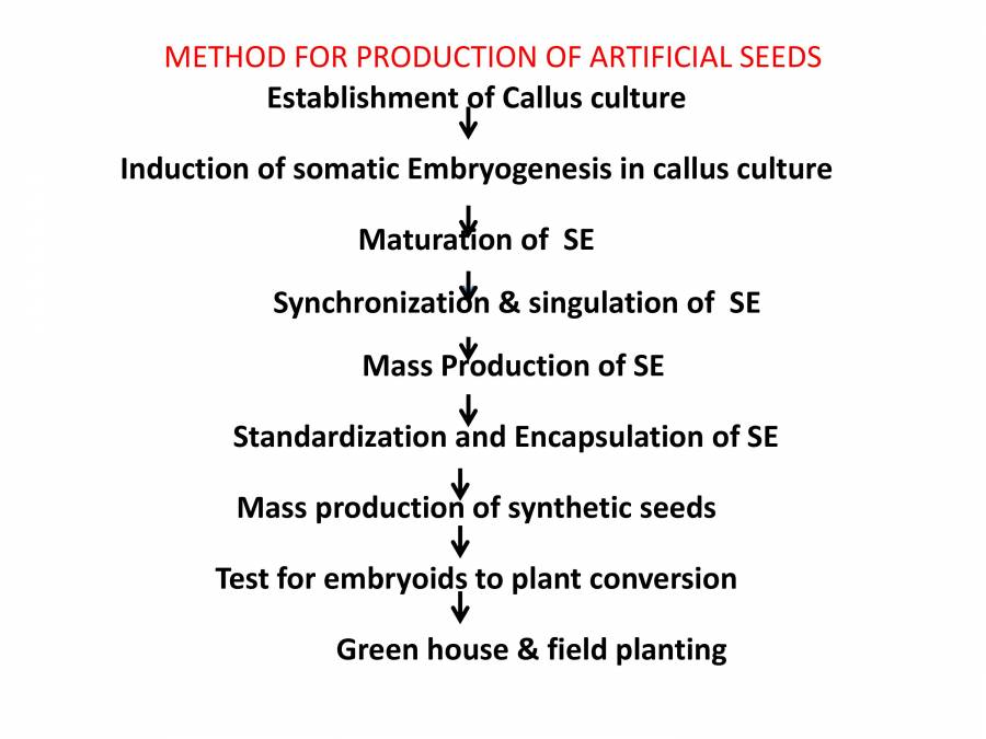 Artificial Seeds - PowerPoint Slides - LearnPick India