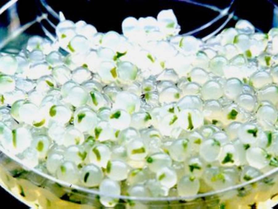 Artificial Seeds - PowerPoint Slides - LearnPick India