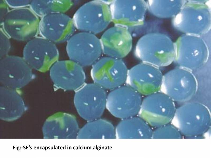 Artificial Seeds - PowerPoint Slides - LearnPick India