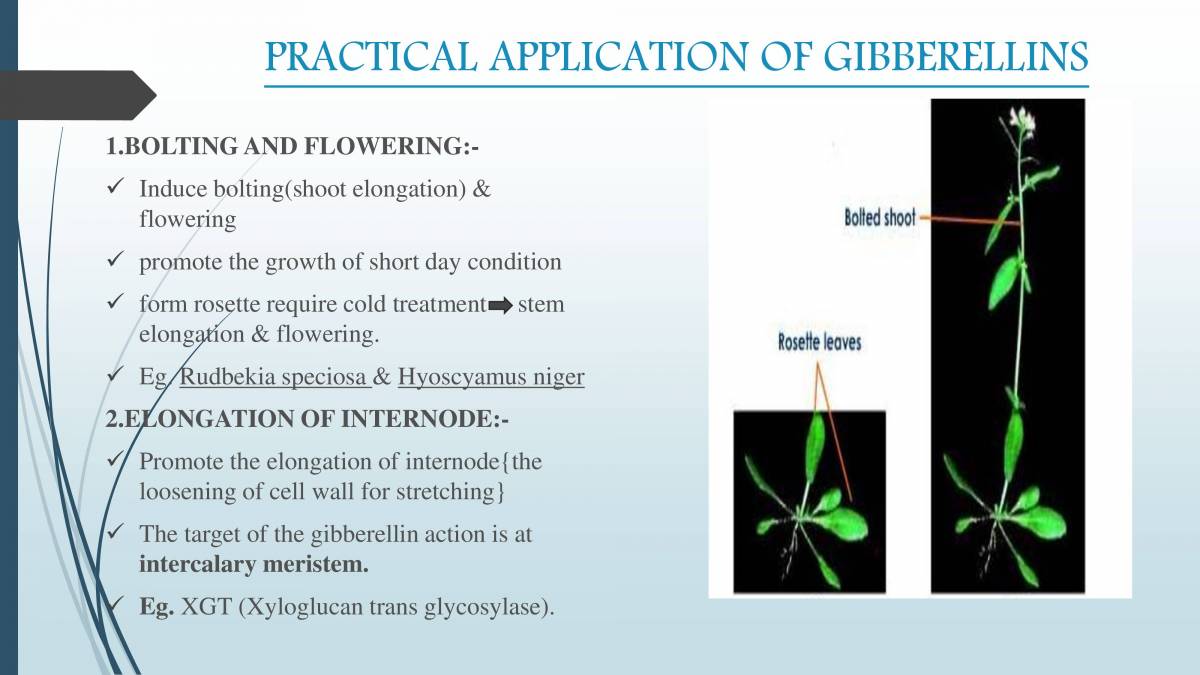 Gibberellins Stem Elongation