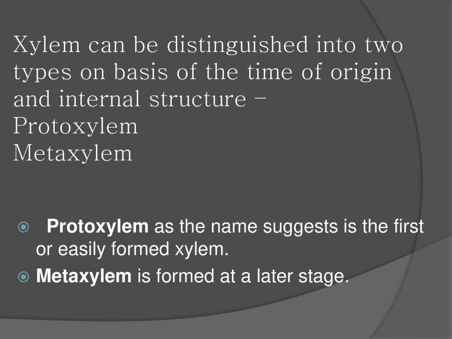 Xylem - PowerPoint Slides - LearnPick India