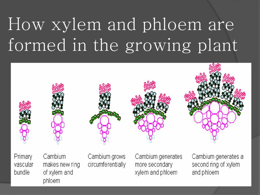 Xylem - PowerPoint Slides - LearnPick India