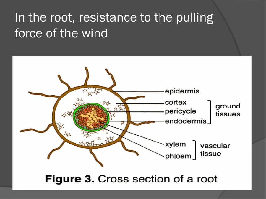 Xylem - PowerPoint Slides - LearnPick India