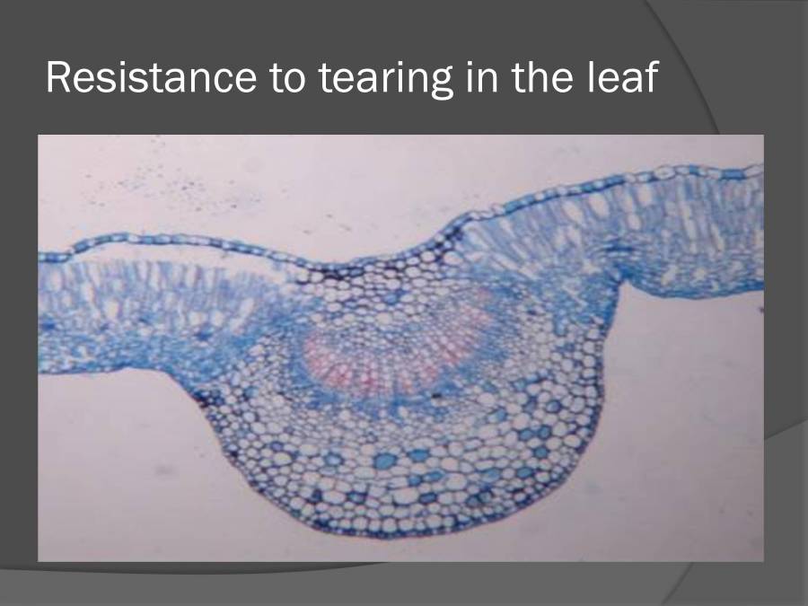 Xylem - PowerPoint Slides - LearnPick India