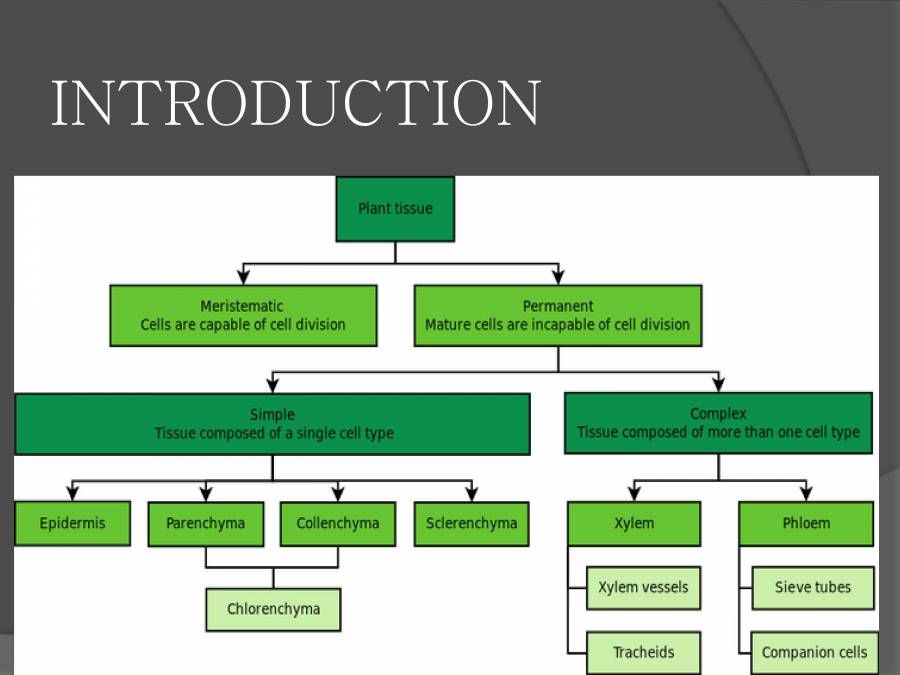 Xylem - PowerPoint Slides - LearnPick India