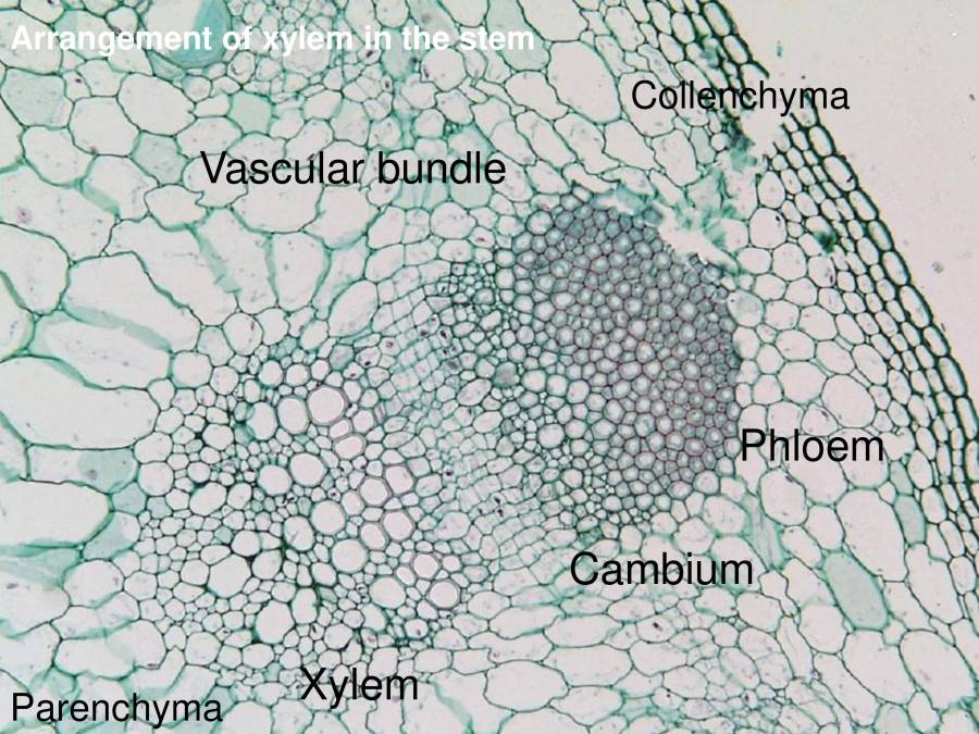 Xylem - PowerPoint Slides - LearnPick India