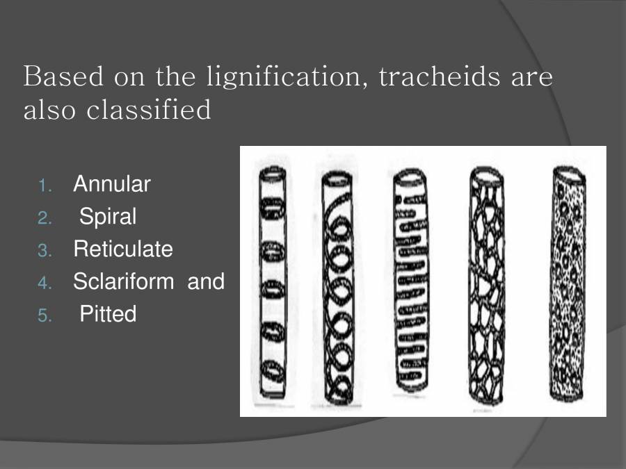 Tracheids In Roots